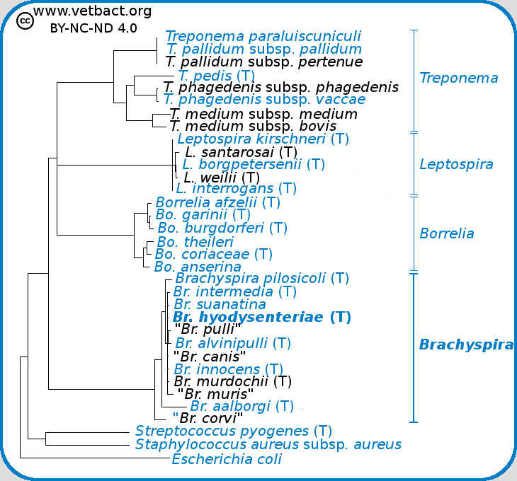 Brachyspira hyodysenteriae